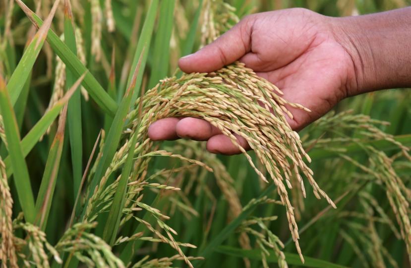 Arsenic and Gluten-Free Diets Arsenic and Gluten-Free Diets